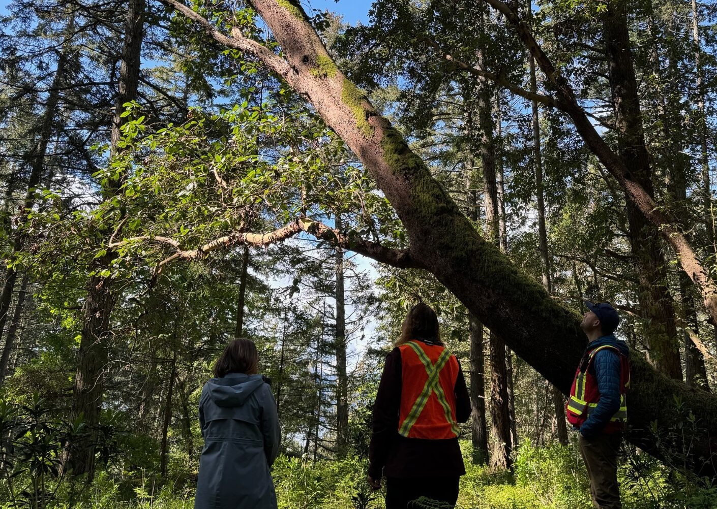 Central Saanich will purchase 18-acres of land to expand Butterfield Park