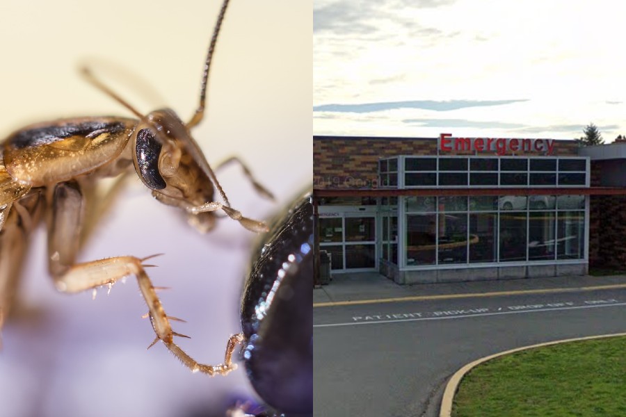 Popular US outlet picks up story on cockroach problem at Saanich ...